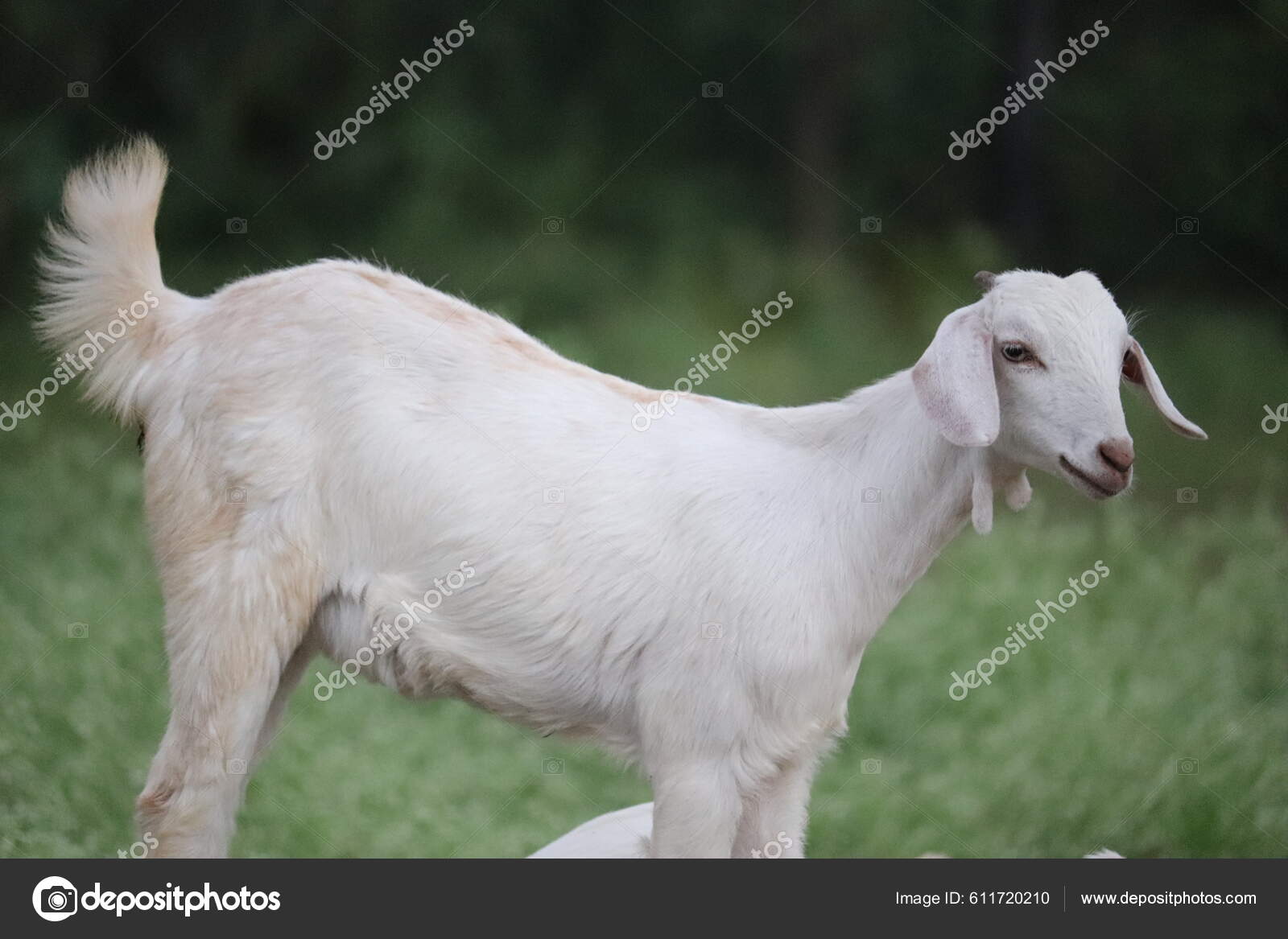 White Goat Breeds India — Stock Photo © arundavid895.gmail.com #611720210