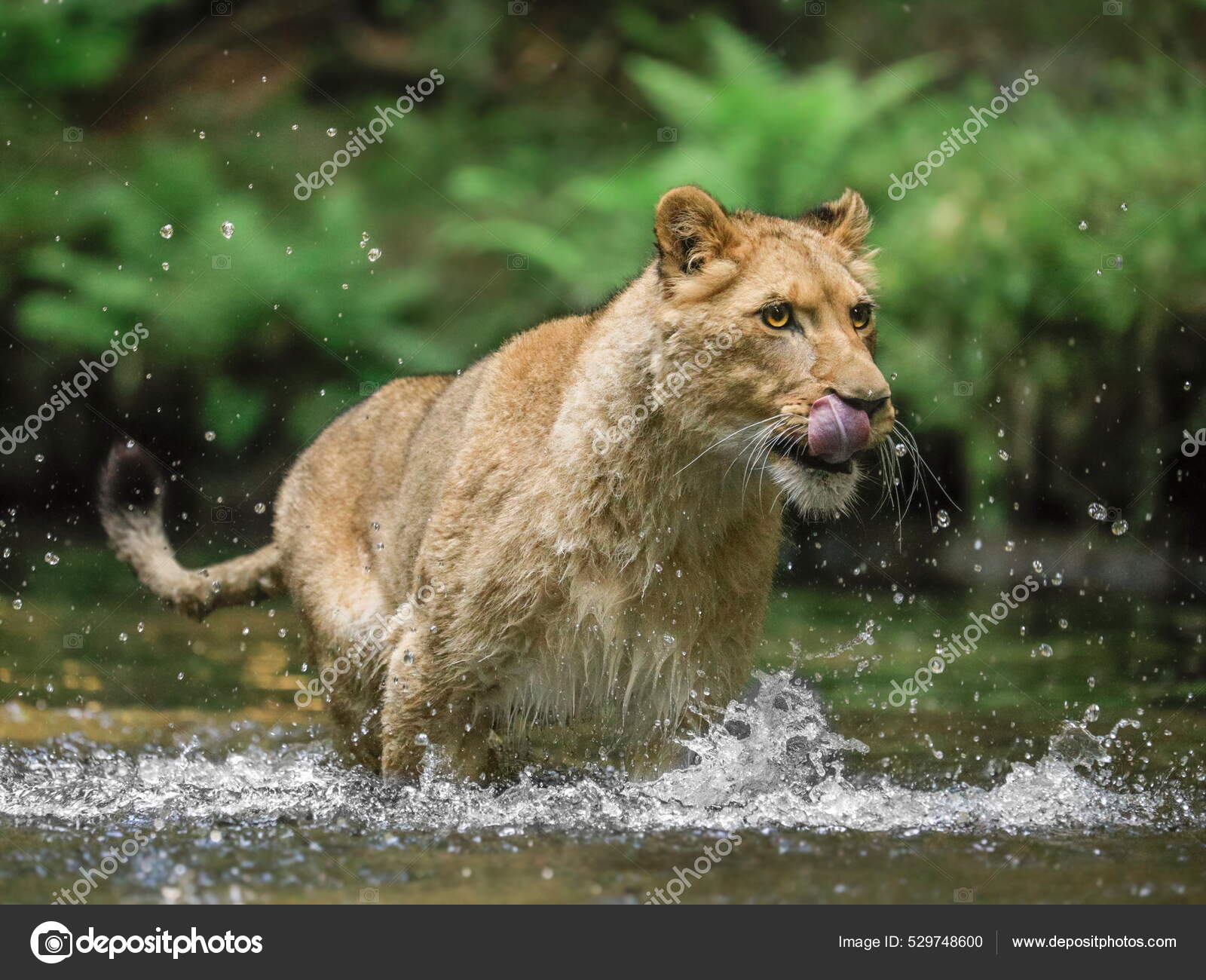 Close Portrait Lioness Chasing Prey Creek Top Predator Natural ...