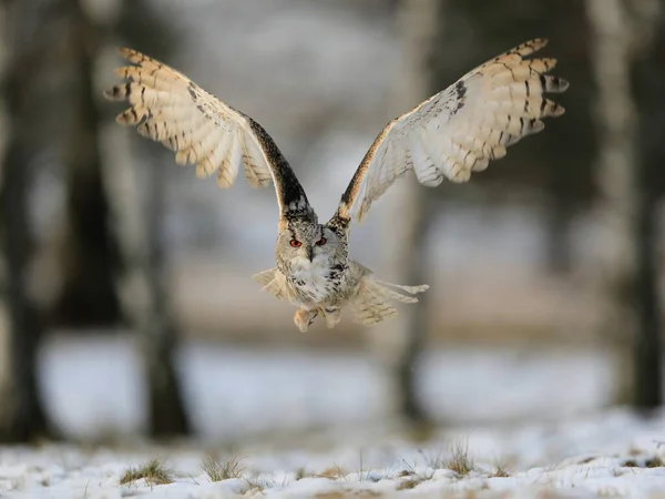 Lechuza volando fotos de stock, imágenes de Lechuza volando sin ...