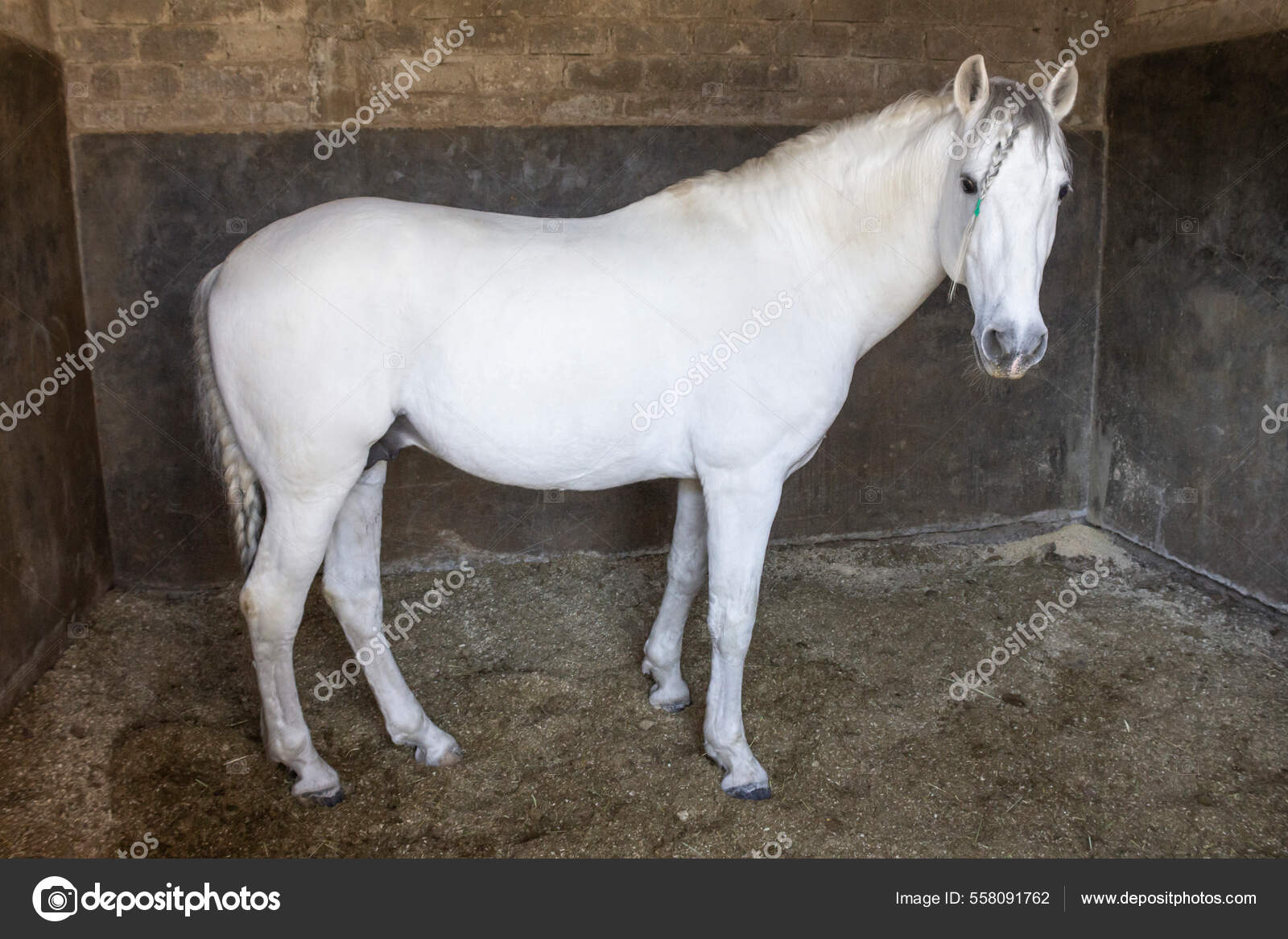 Caballos Pura Sangre Blanco