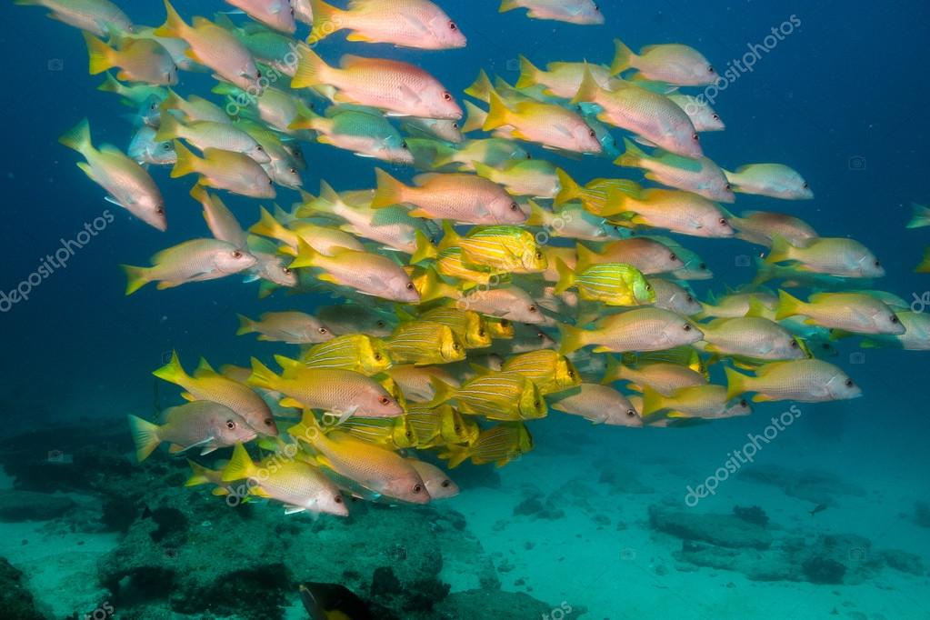 Schools of grunts and snapper from the Sea of Cortez Stock Photo by ...