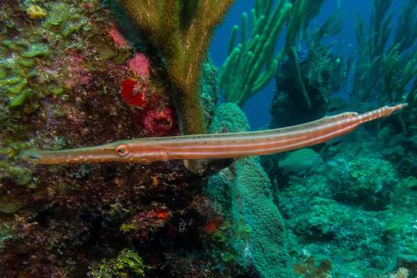 Trumpet fish Stock Photos, Royalty Free Trumpet fish Images | Depositphotos