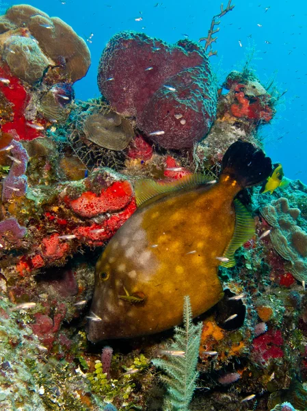 ᐈ Triggerfish stock images, Royalty Free reef triggerfish pictures ...