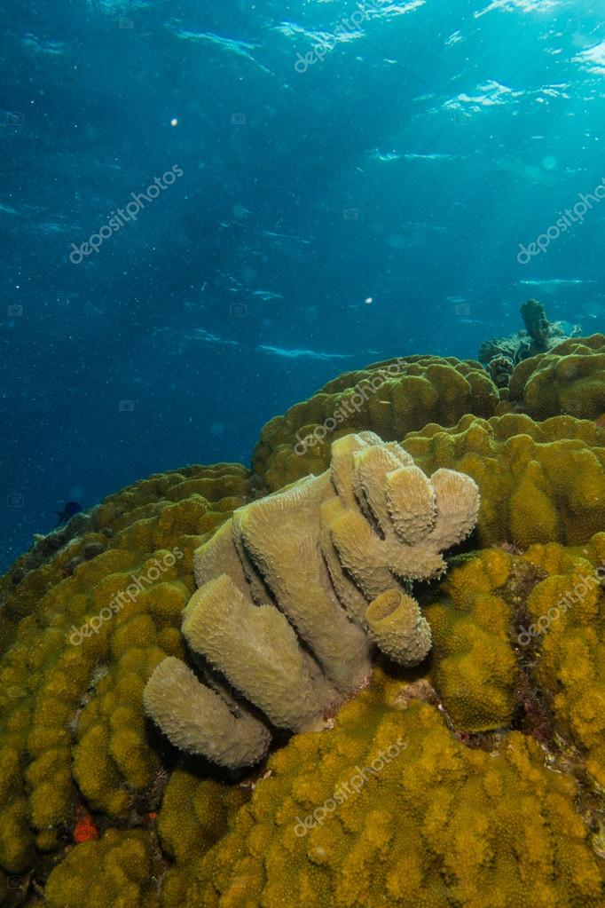 Sponges from the caribbean reefs. Stock Photo by ©photonatura 45183389