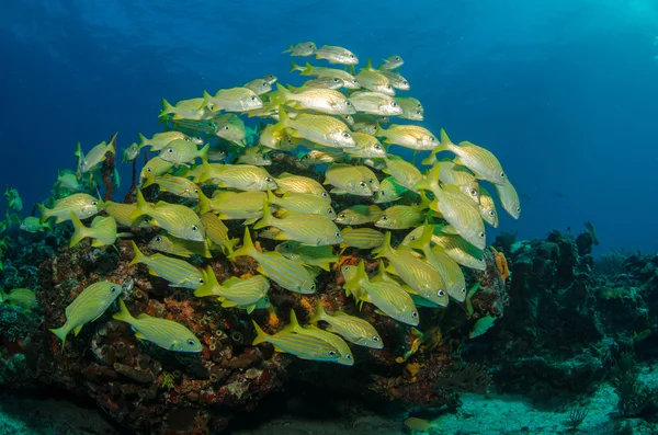 Schools of grunts and snapper from the Sea of Cortez Stock Photo by ...