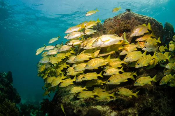 Schools of grunts and snapper from the Sea of Cortez Stock Photo by ...