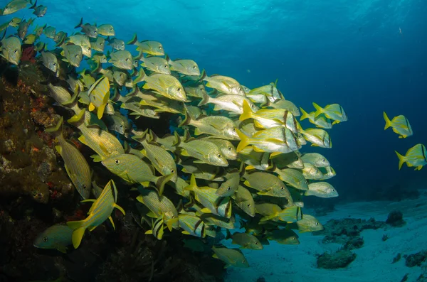Schools of grunts and snapper from the Sea of Cortez Stock Photo by ...