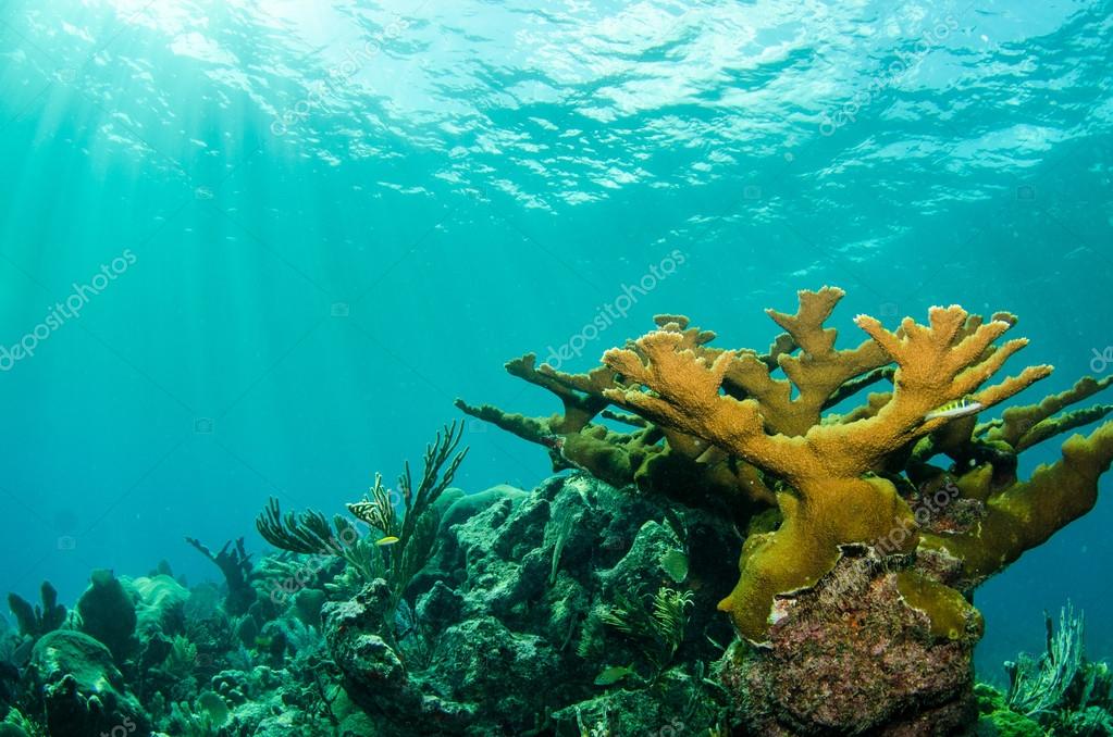 Caribbean coral reefs Stock Photo by ©photonatura 45248961