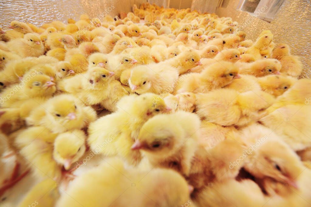 Incubación de pollos y codornices en una incubadora de una granja ...