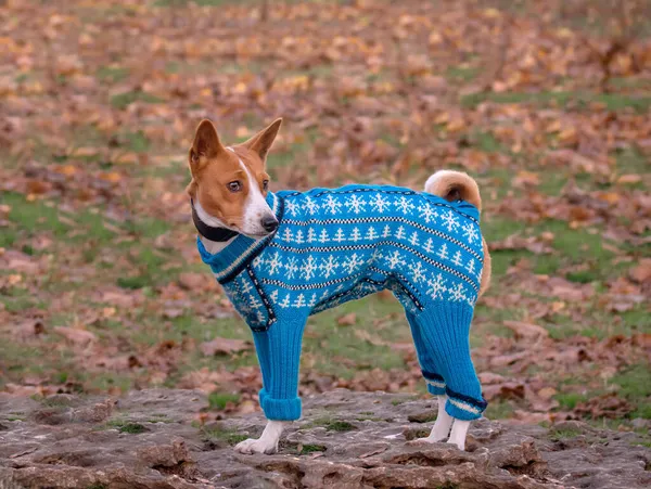 Dog sweater Stock Photos, Royalty Free Dog sweater Images | Depositphotos