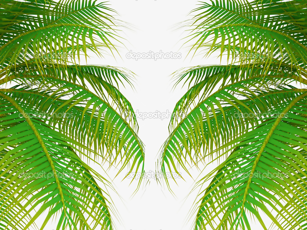 palmboom bladeren — Stockfoto © pupes #45971871