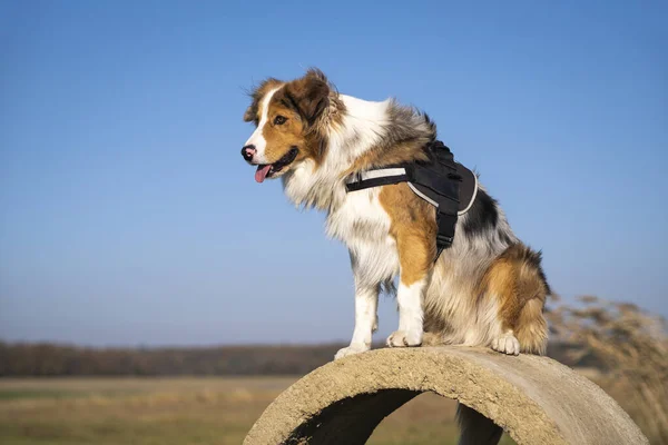Border collie with service dog vest Stock Photos, Royalty Free Border ...