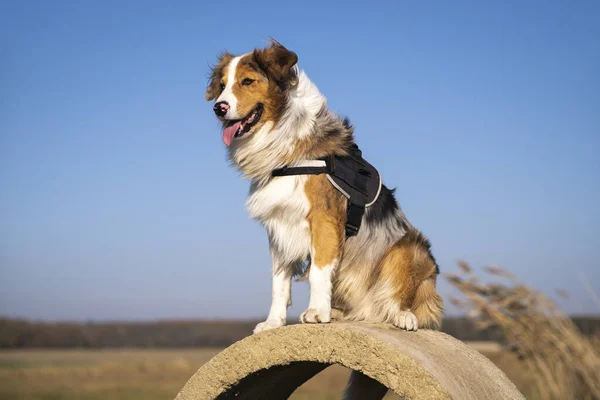 Border collie wearing service dog vest Stock Photos, Royalty Free ...