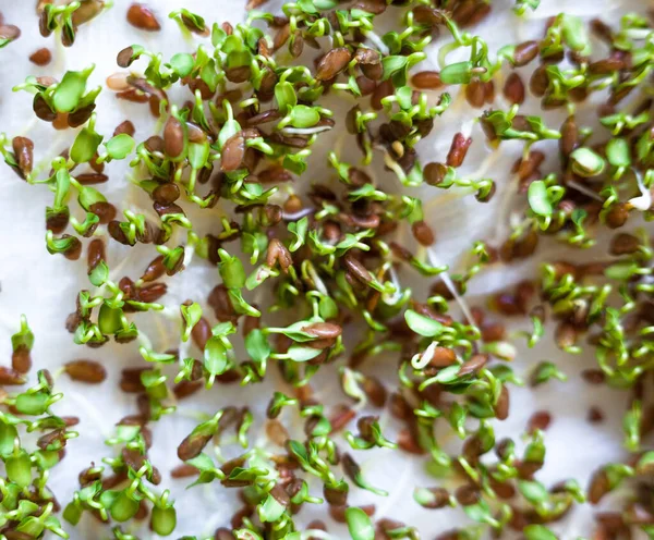 Germes de lin Stock Photos, Royalty Free Germes de lin Images ...