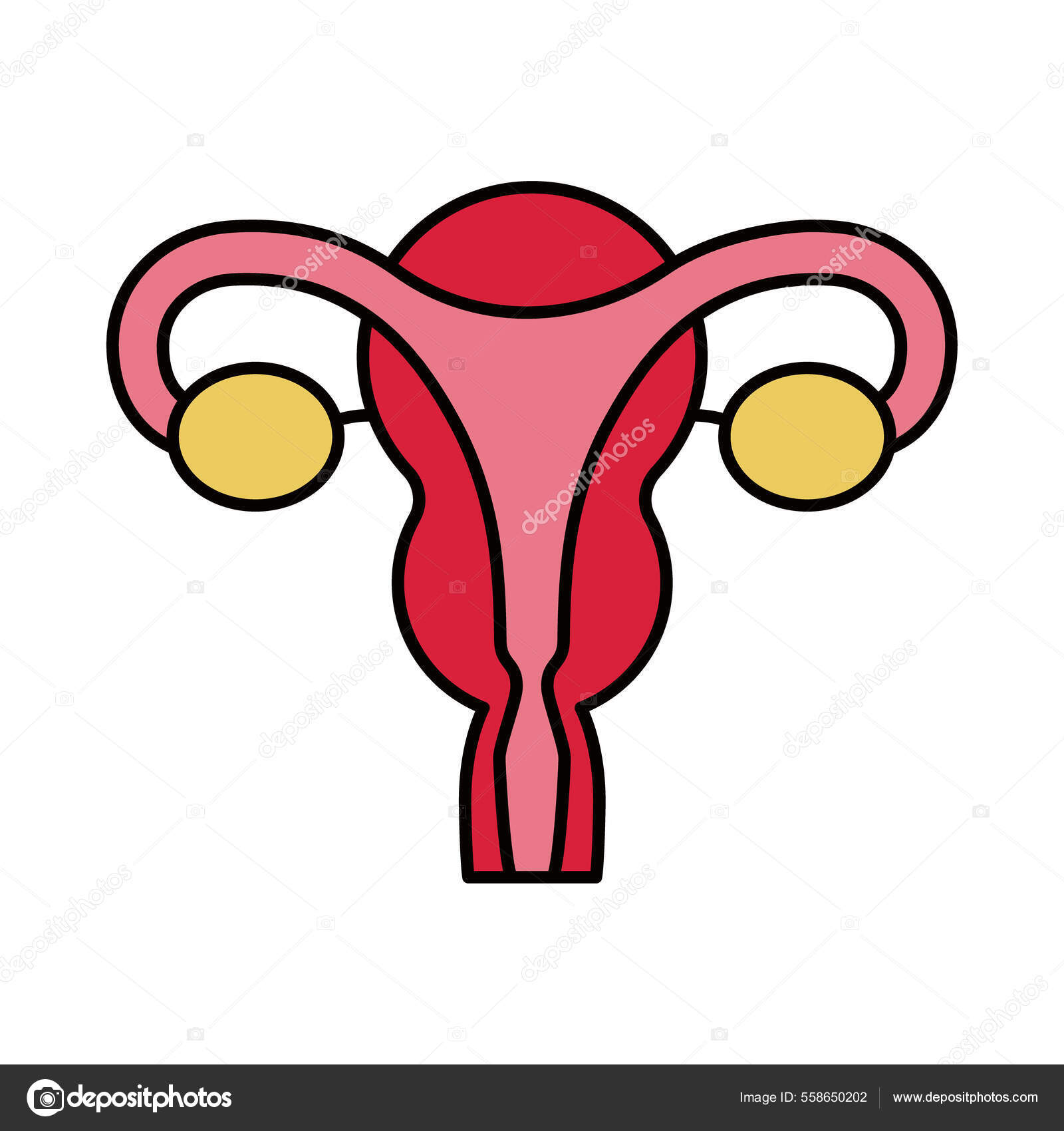 Female Reproductive System Stock Vector Image By ©vec Stock 558650202