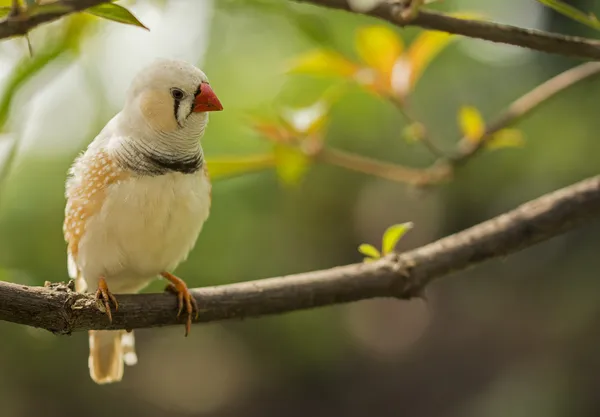 ᐈ Birds in trees stock pictures, Royalty Free lonely bird images ...