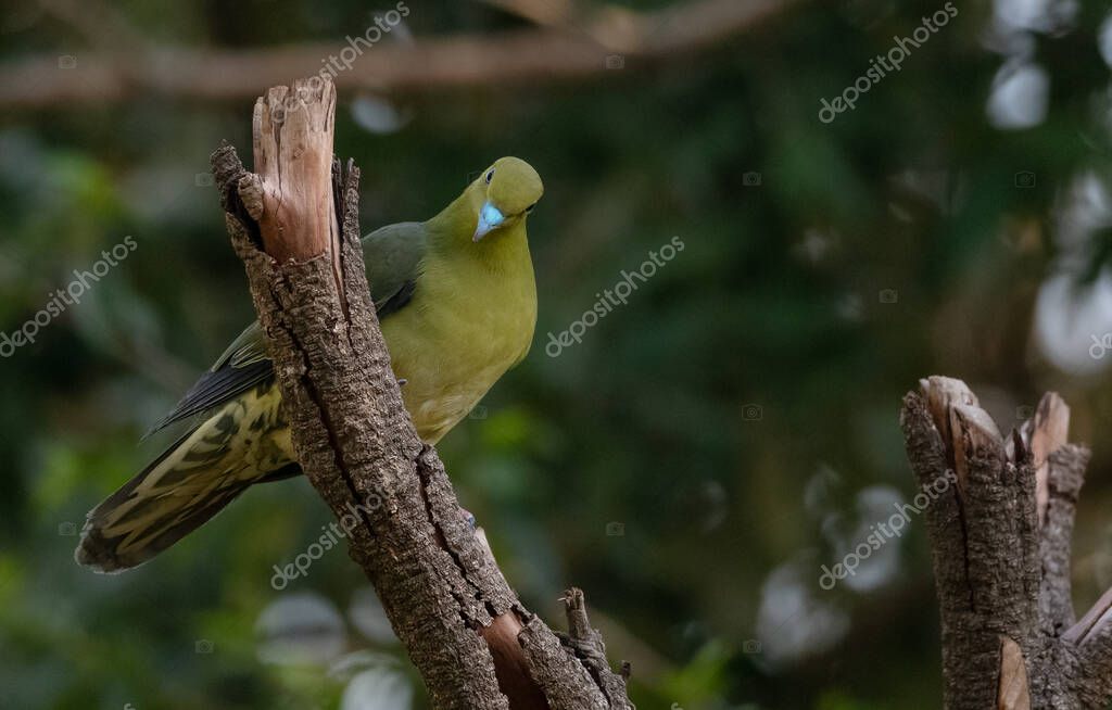 Paloma verde de cola de cuña (Treron sphenurus) pájaro encaramado en el ...