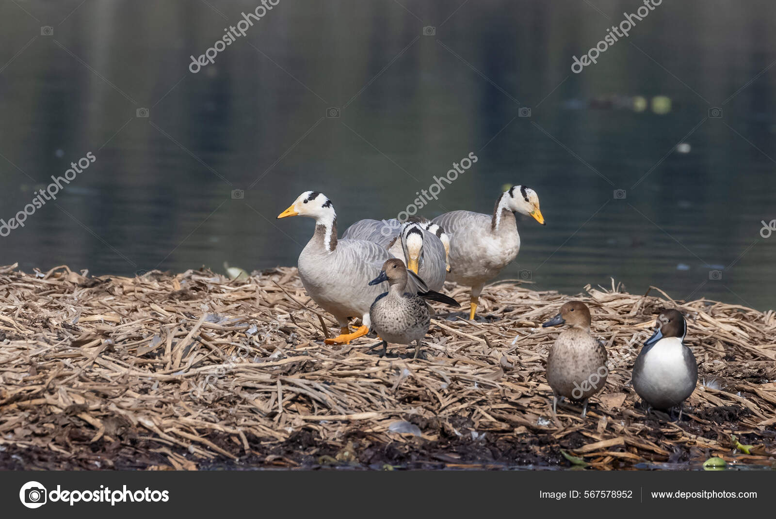 Bar Headed Ducks Anser Indicus Perching Dry Grass Water River Stock ...