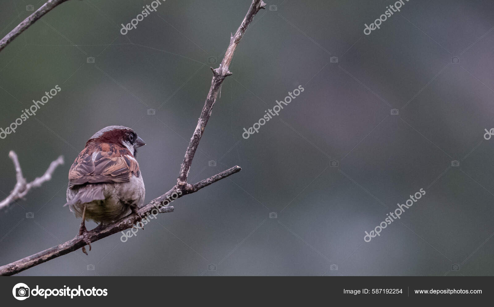 Portrait Russet Sparrow Bird Sitting Perch Tree — Stock Photo ...