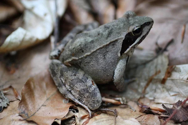 Voracious Stock Photos, Royalty Free Voracious Images | Depositphotos®