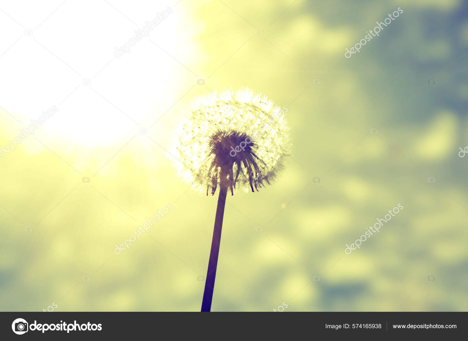 Beautiful Dreamy Spring Nature Background Dandelion — Stock Photo ...