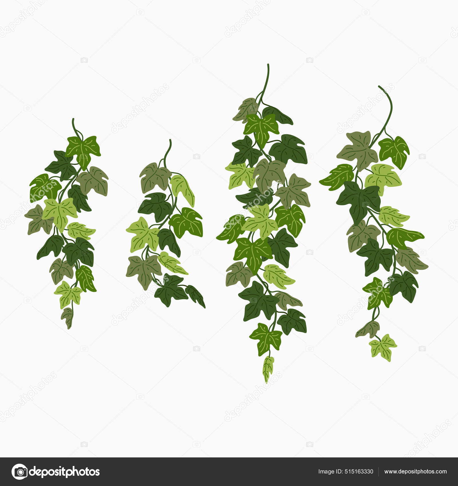 Ivy vines, green leaves of a creeper plant isolated on white background. Vector illustration in ...