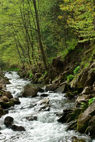 Tree and river - Stock Image - Everypixel