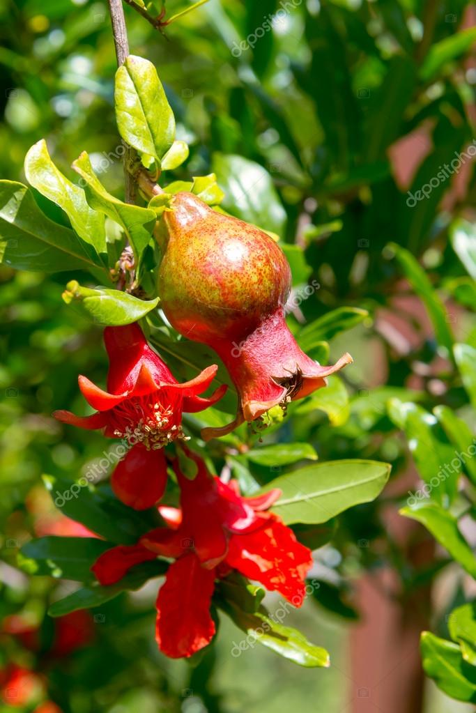Pomegranate Flower