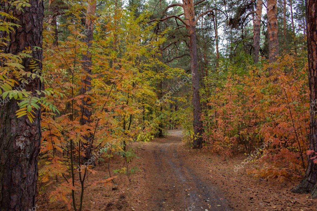 Bosque de pino de otoño con hojas amarillas y un camino a través del ...