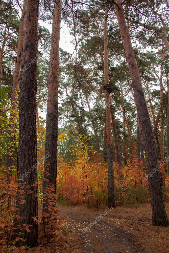 Bosque de pino de otoño con hojas amarillas y un camino a través del ...