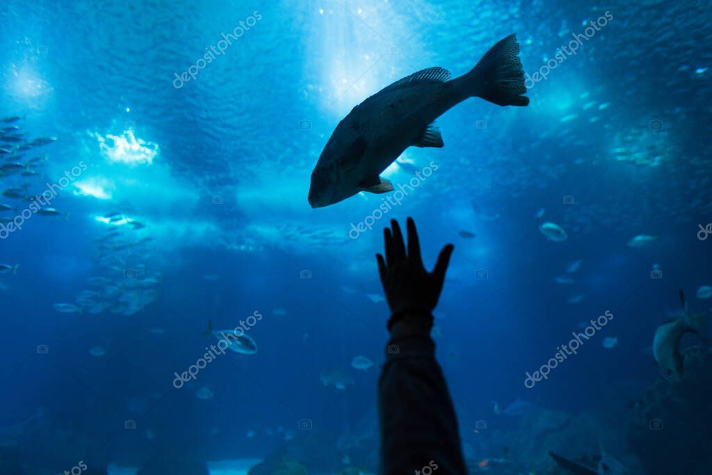 Amazing underwater world with fish and human hand. Oceanarium. Wild ...