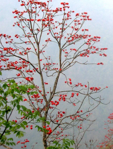 Arbre en fleurs rouge images libres de droit, photos de Arbre en fleurs ...