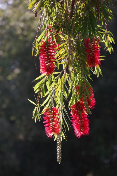 Bottlebrush Stock Photos, Royalty Free Bottlebrush Images | Depositphotos