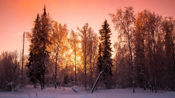 Taiga winter sunset Stock Photos, Royalty Free Taiga winter sunset Images | Depositphotos