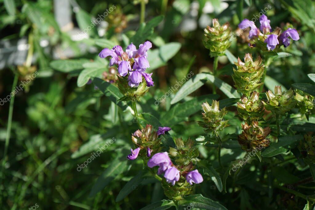 Prunella grandiflora es una planta ornamental perteneciente a la ...