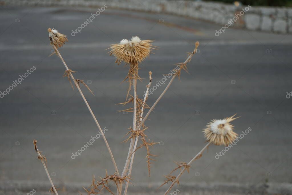 Cardo seco en agosto. Carduus, cardo, es un género de plantas con ...