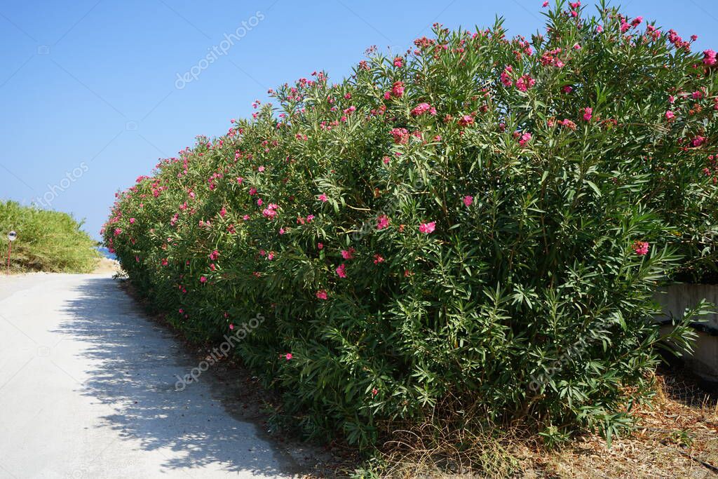 Nerium oleander, oleander o nerium, es un arbusto o pequeño árbol cultivado en todo el mundo en ...