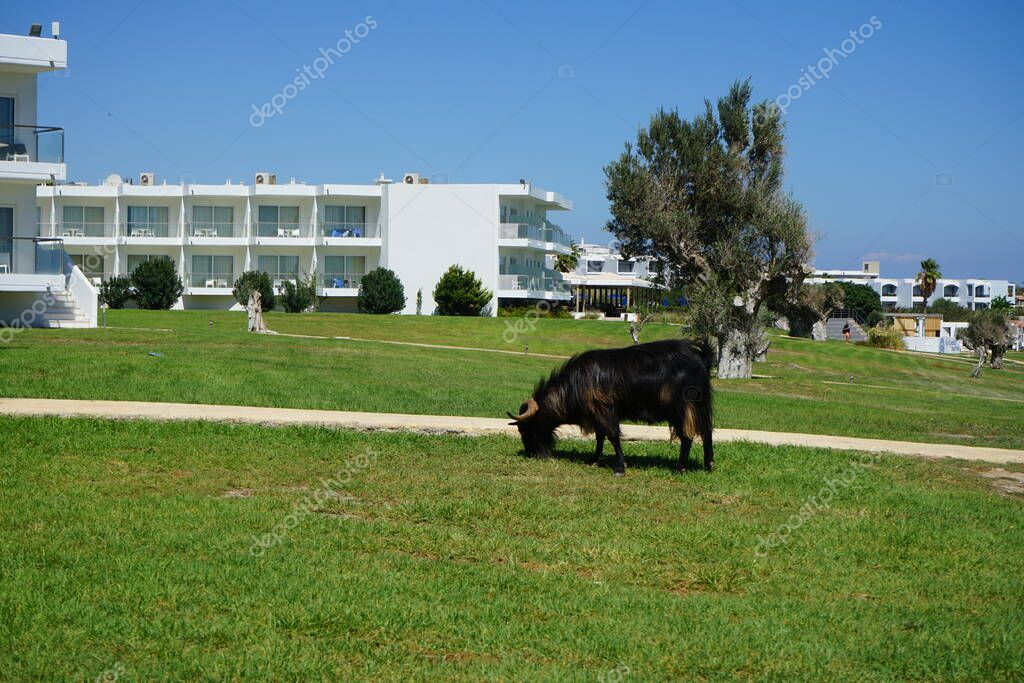 Capra aegagrus descendió de las montañas a la zona turística. La cabra ...