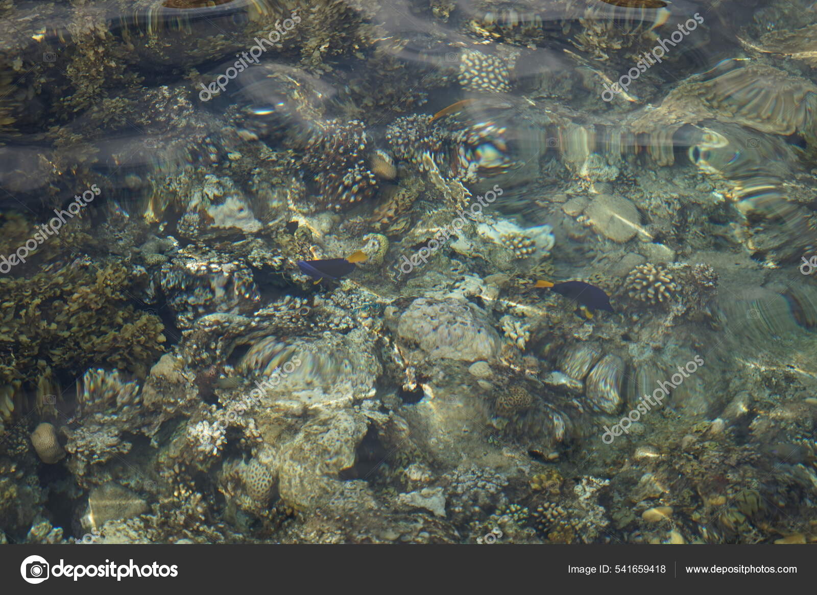 Top View Coastal Coral Reef Reef Biogeological Structure Formed Living ...