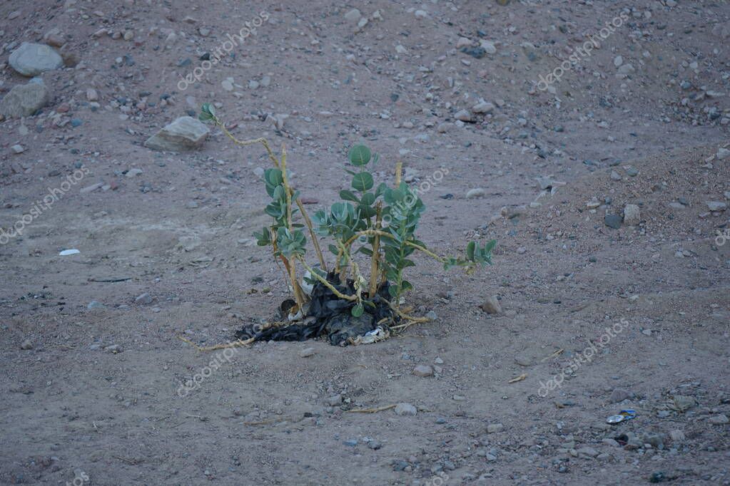 Capparis sinaica es una especie de planta de alcaparras descrita por ...
