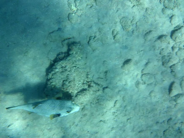 Kalina lantanoides Stock Photos, Royalty Free Kalina lantanoides Images ...