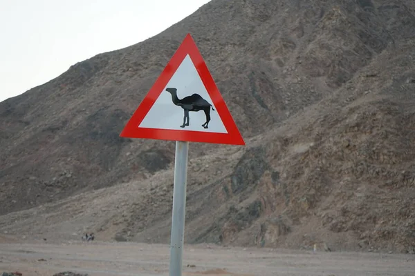 Camel crossing sign Stock Photos, Royalty Free Camel crossing sign ...