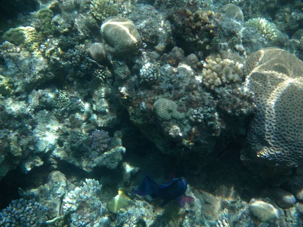 Coral reefs fish Stock Photos, Royalty Free Coral reefs fish Images ...