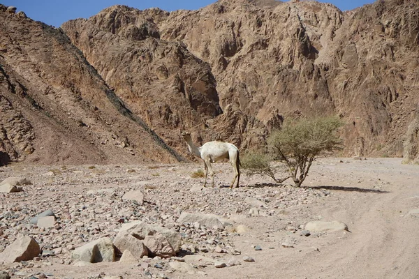 Camel eating Alhagi in the vicinity of Malakot Mountain oasis. Alhagi ...