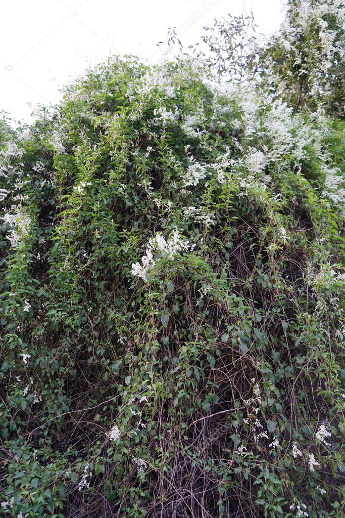 Fallopia es una planta trepadora perenne de rápido crecimiento que ...