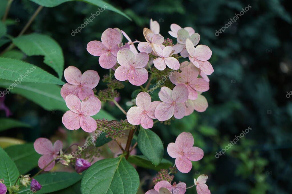 Hydrangea paniculata "Pinky Winky" es la primera hortensia panícula que ...
