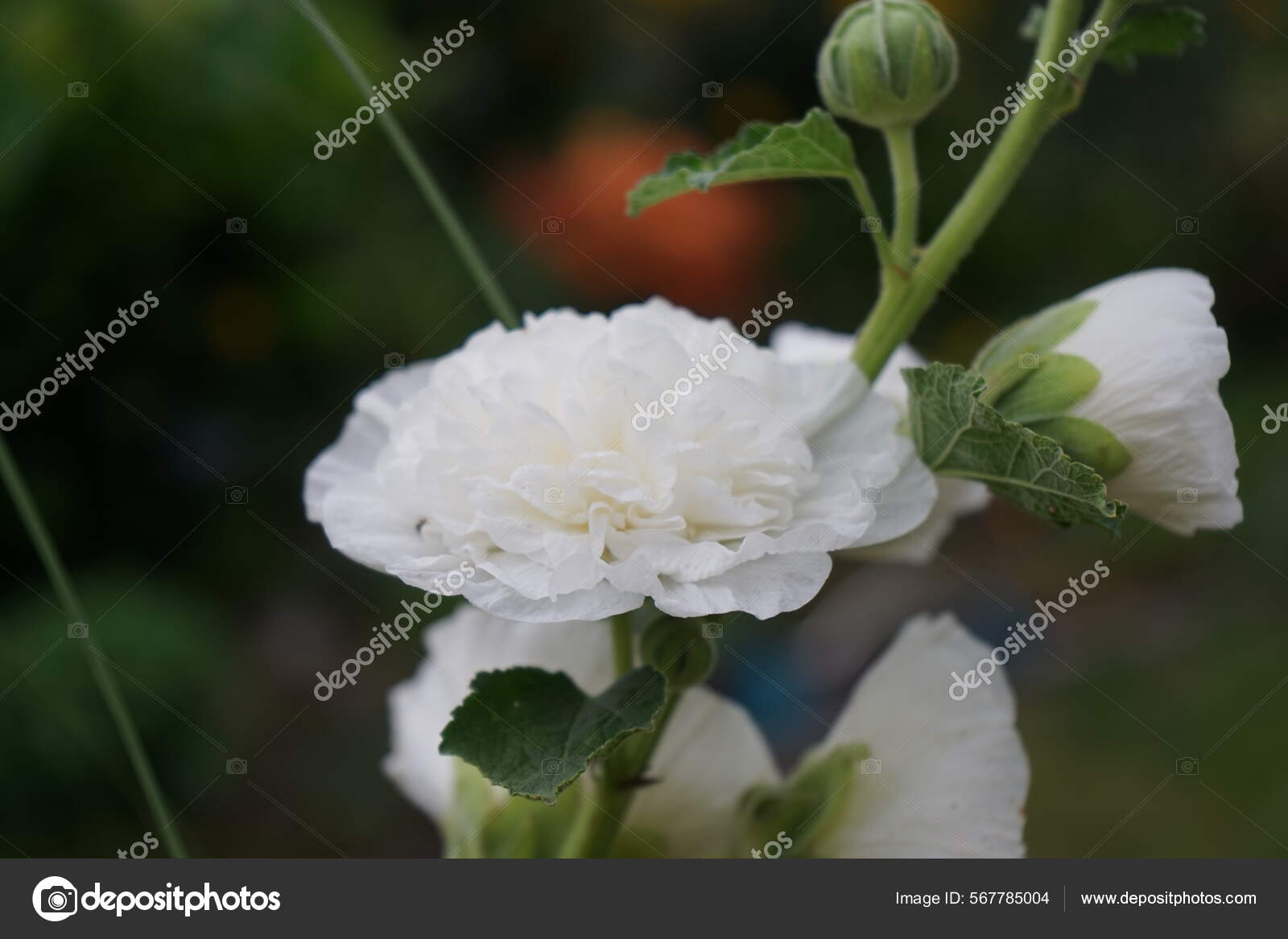White Double Alcea Rosea Blooms Garden Alcea Rosea Common Hollyhock ...