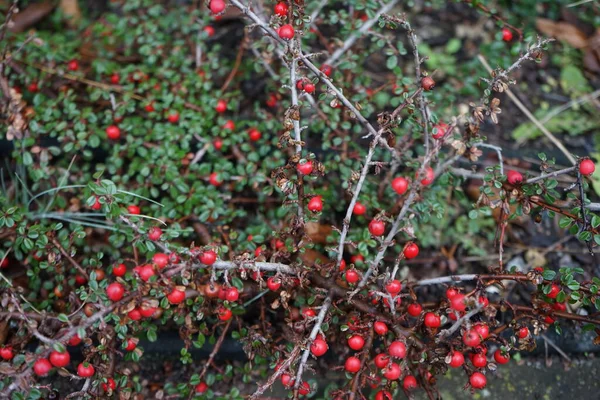 Cotoneaster dammeri with red fruits in January. Cotoneaster dammeri, the bearberry cotoneaster ...