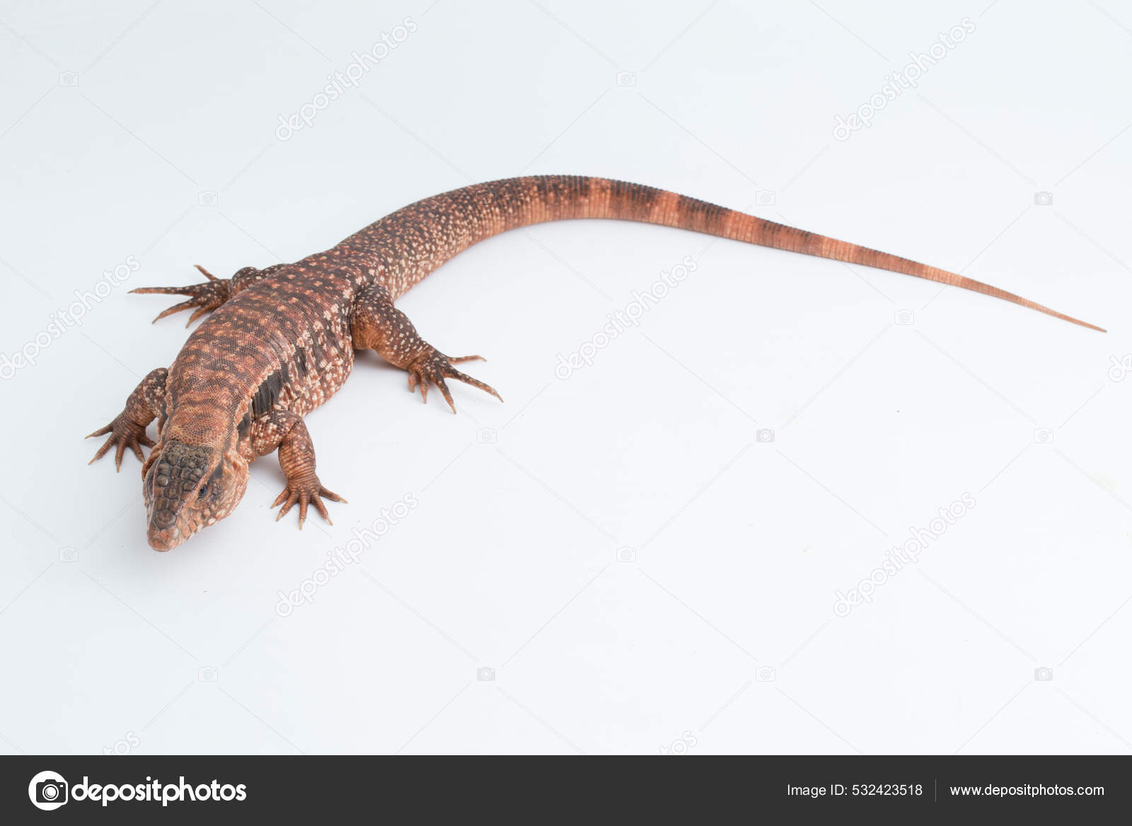 Red Tegu Lizard Salvator Rufescens Isolated White Background Stock ...
