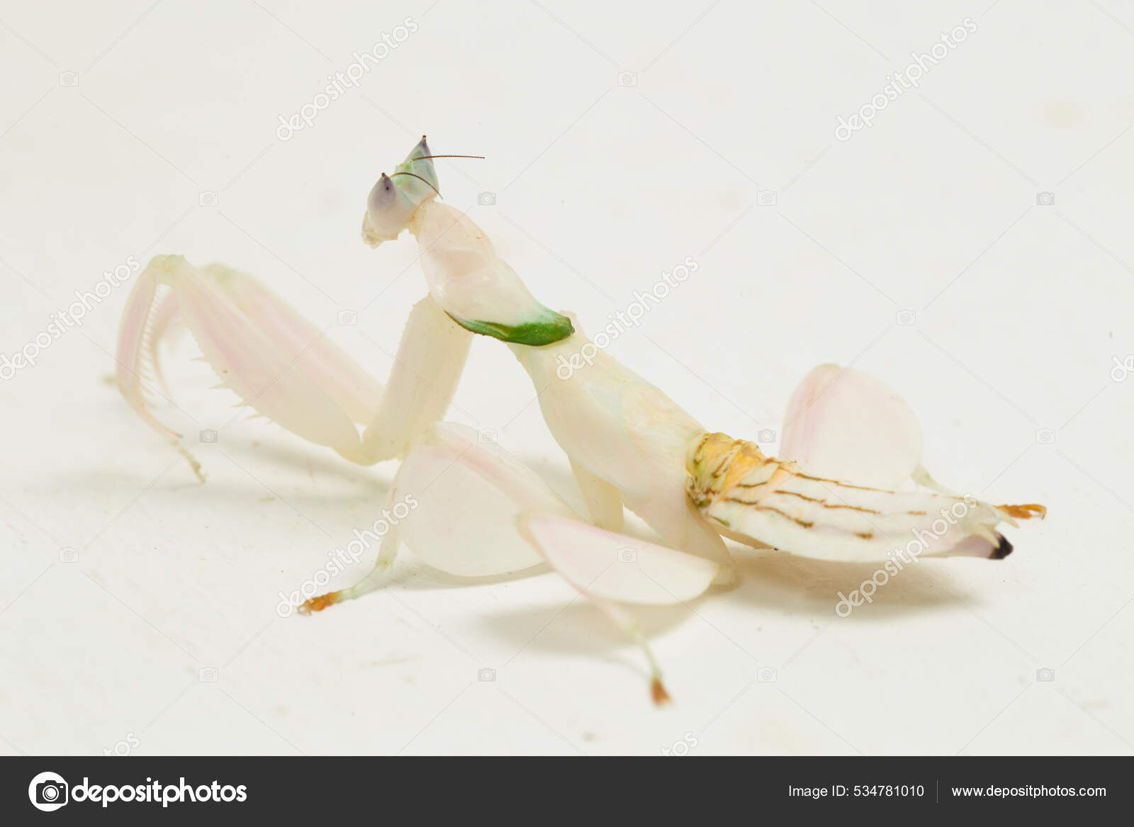 Orquídea Orante Mantis Hymenopus Coronatus Aislado Sobre Fondo Blanco ...